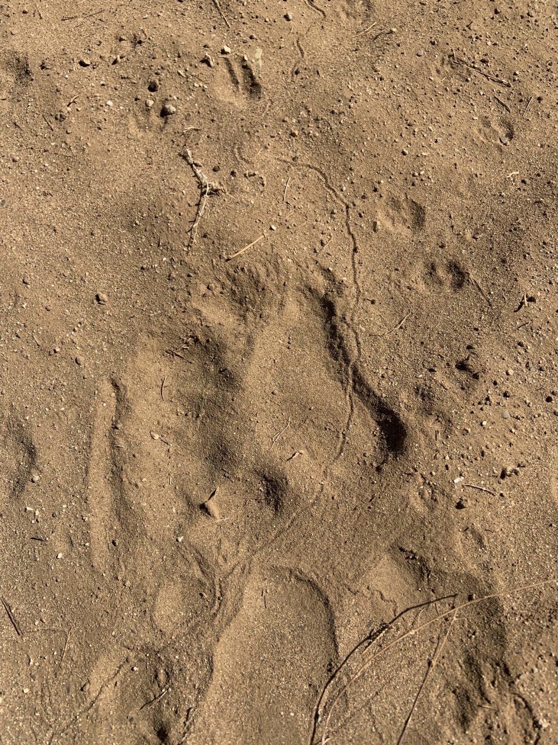 Identifying Animal Tracks – Kids Play Outside